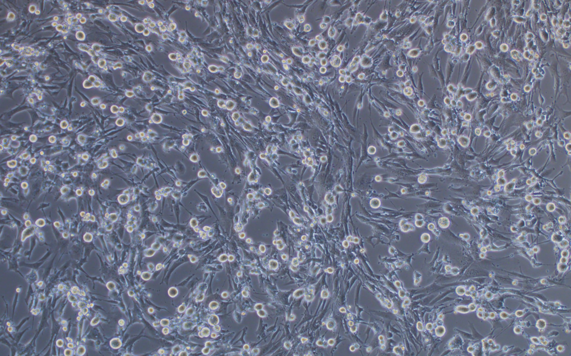 VectorBuilder | Revolutionizing Gene Delivery.